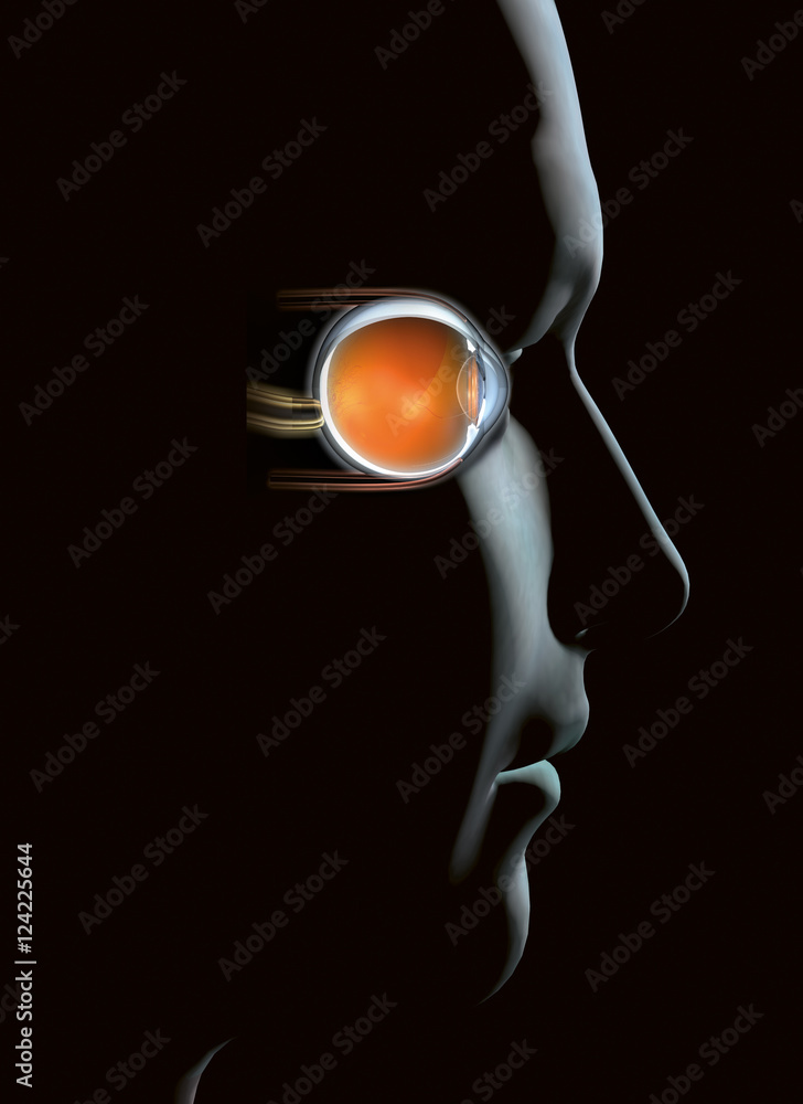 Human eye anatomy, man Stock Illustration | Adobe Stock