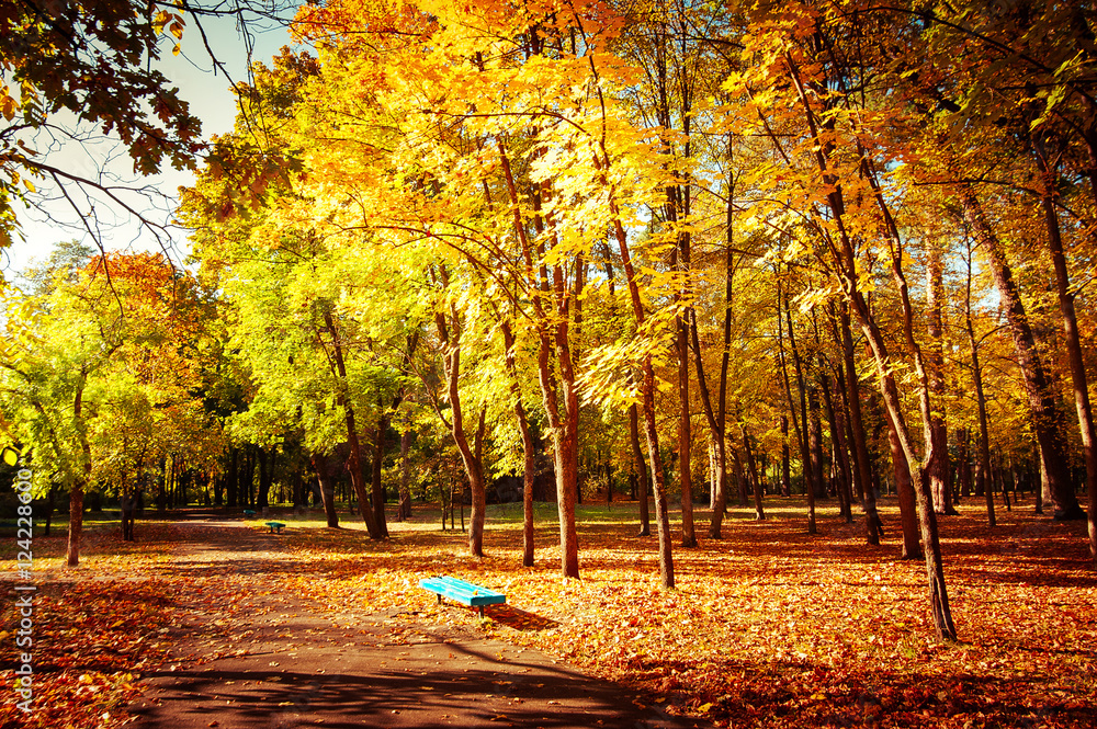 Sunny day in outdoor park with colorful autumn trees and bench. Amazing ...