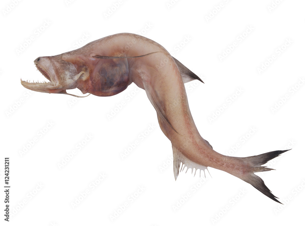 Bombay duck fish isolated on white background, Harpadon nehereus Stock ...