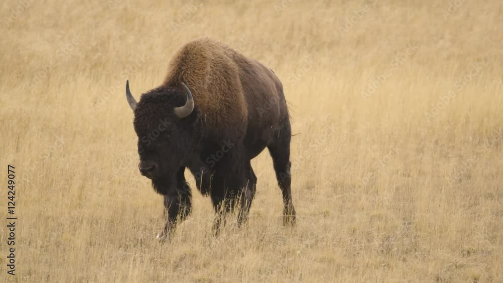 American bison walking in field at Yellowstone National Park Stock ...