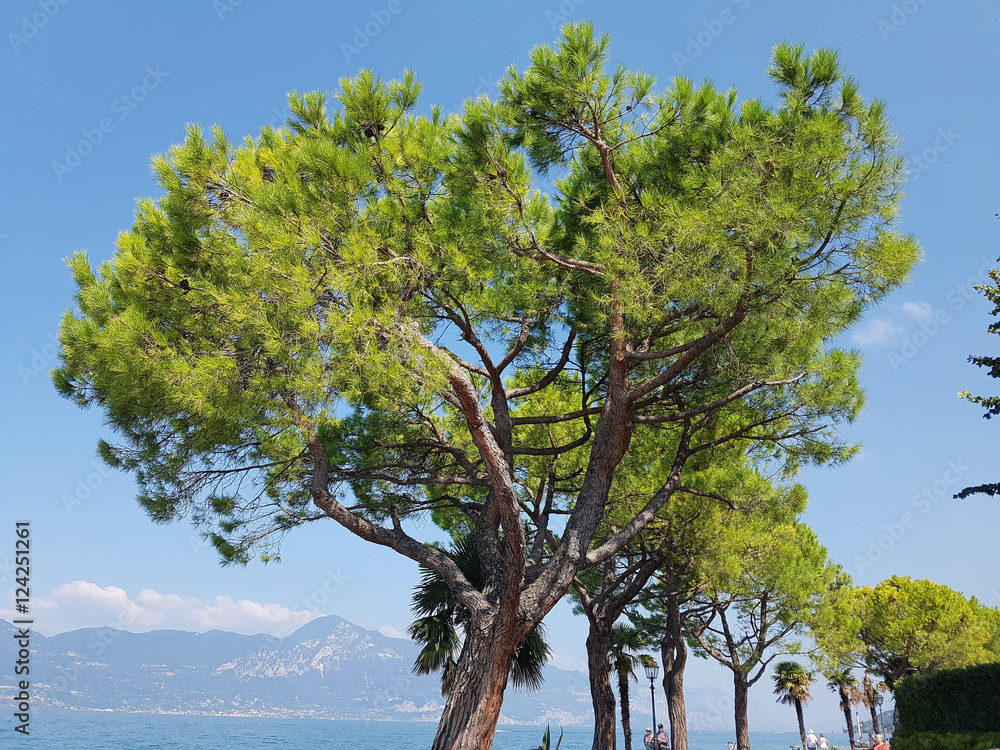 Pinienbaum; Pinie; Pinus, pinea Stock-Foto | Adobe Stock