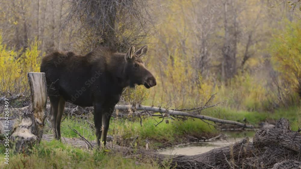 Large female moose standing in Grand Teton National Park Stock Video ...