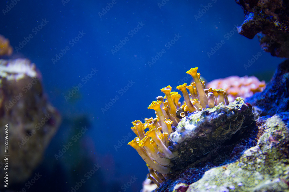 coral Stock Photo | Adobe Stock