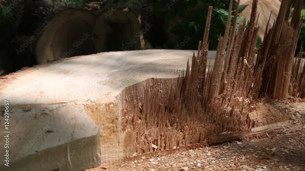 Video Stock Stump of an Ash tree cut down after being infected by the ...