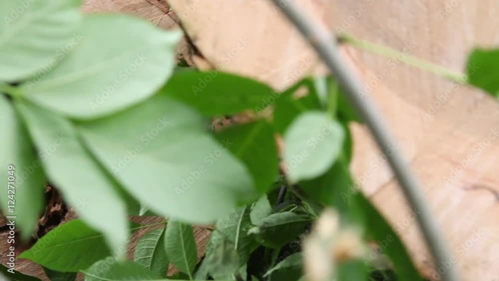Dolly movement across an Ash tree cut down after being infected by the ...