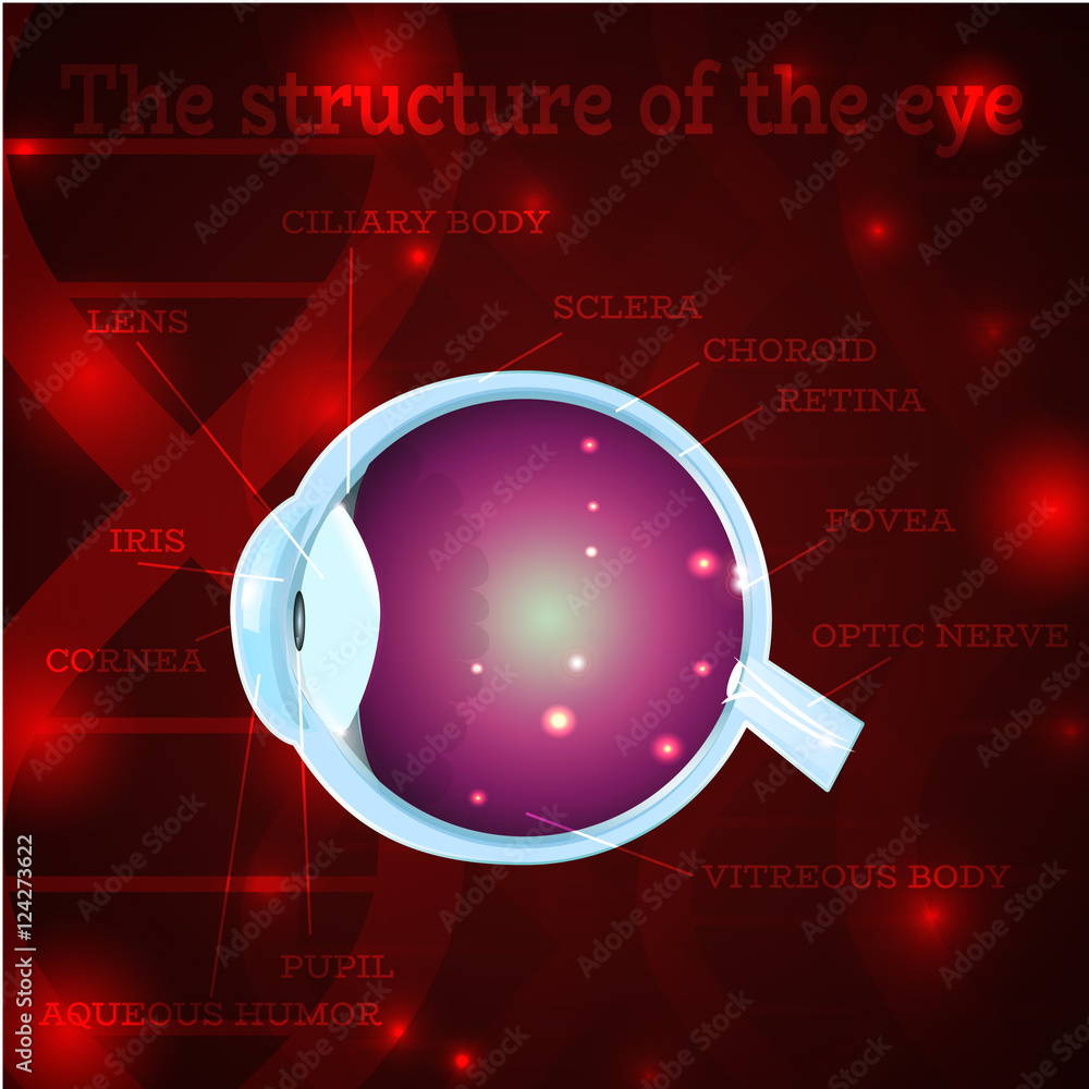Human eye anatomy structure.Medical manual for ophthalmology clinic ...