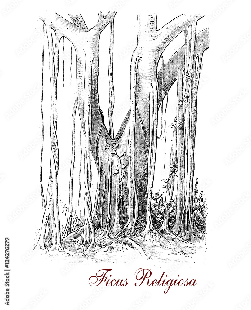 Ficus religiosa is a large dry season-deciduous or semi-evergreen tree ...