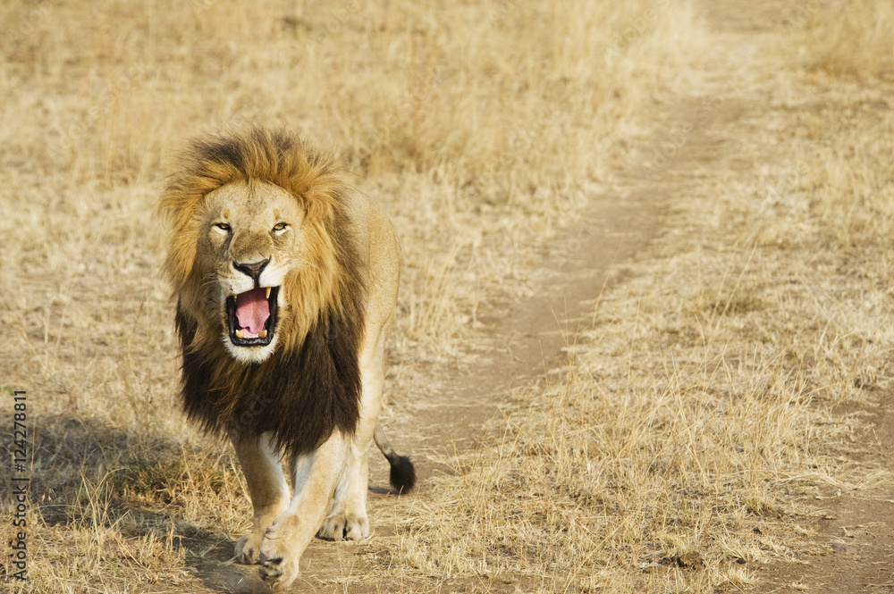 Lion roaring and walking in grass field Stock Photo | Adobe Stock