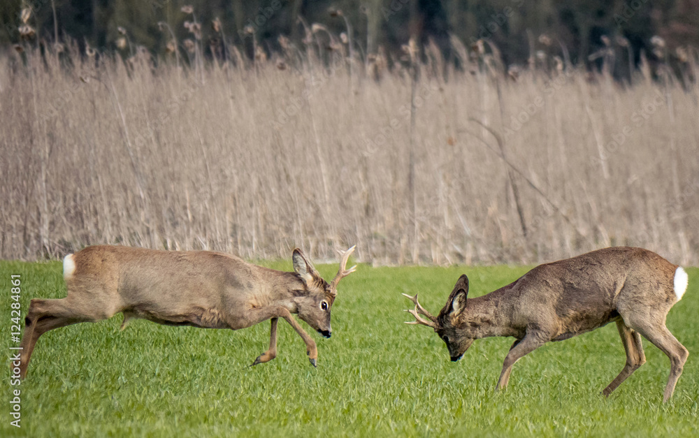 Deer Fight Stock Photo | Adobe Stock