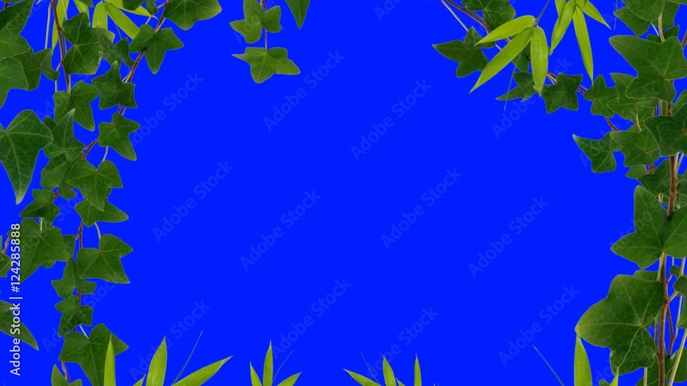 Zooming in From a Secret Spot Behind the Bushes on a blue screen ...