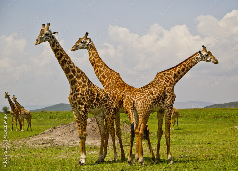 Masai Giraffes at Akagara Game Park, Rwanda Stock Photo | Adobe Stock