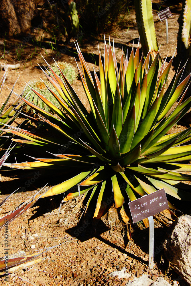 Agave palona with needle sharp leaves, Stock Photo | Adobe Stock