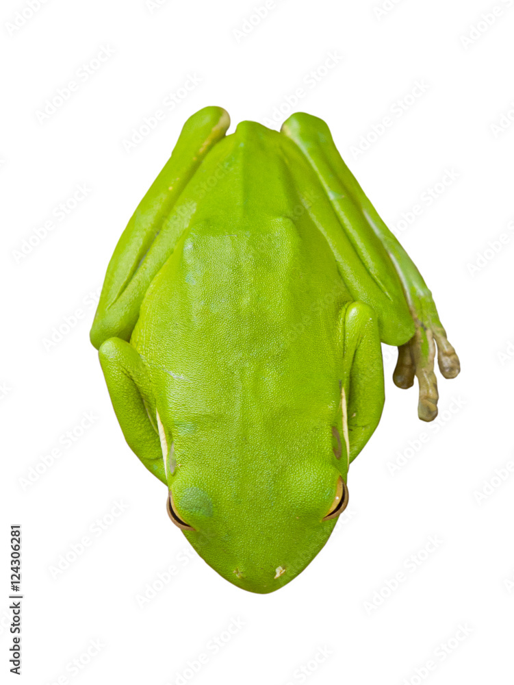 Green Australian tree frogs are docile and well suited to living near ...
