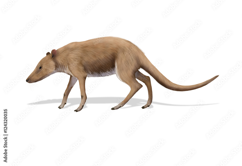 Indohyus major Stock Illustration | Adobe Stock
