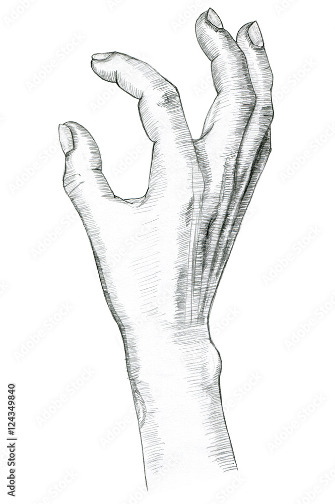 Hand pinch gesture. Hand drawing in pencil. Illustration isolated on ...