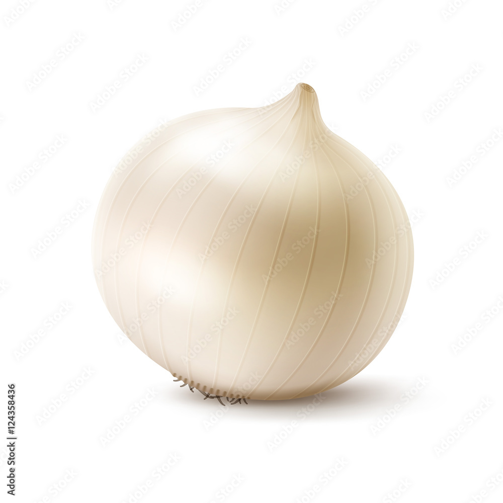 Vector Fresh Whole White Onion Bulb Close up on White Background Stock ...