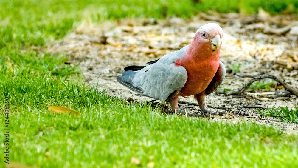Beautiful galah cockatoo walking on ground Stock Photo | Adobe Stock