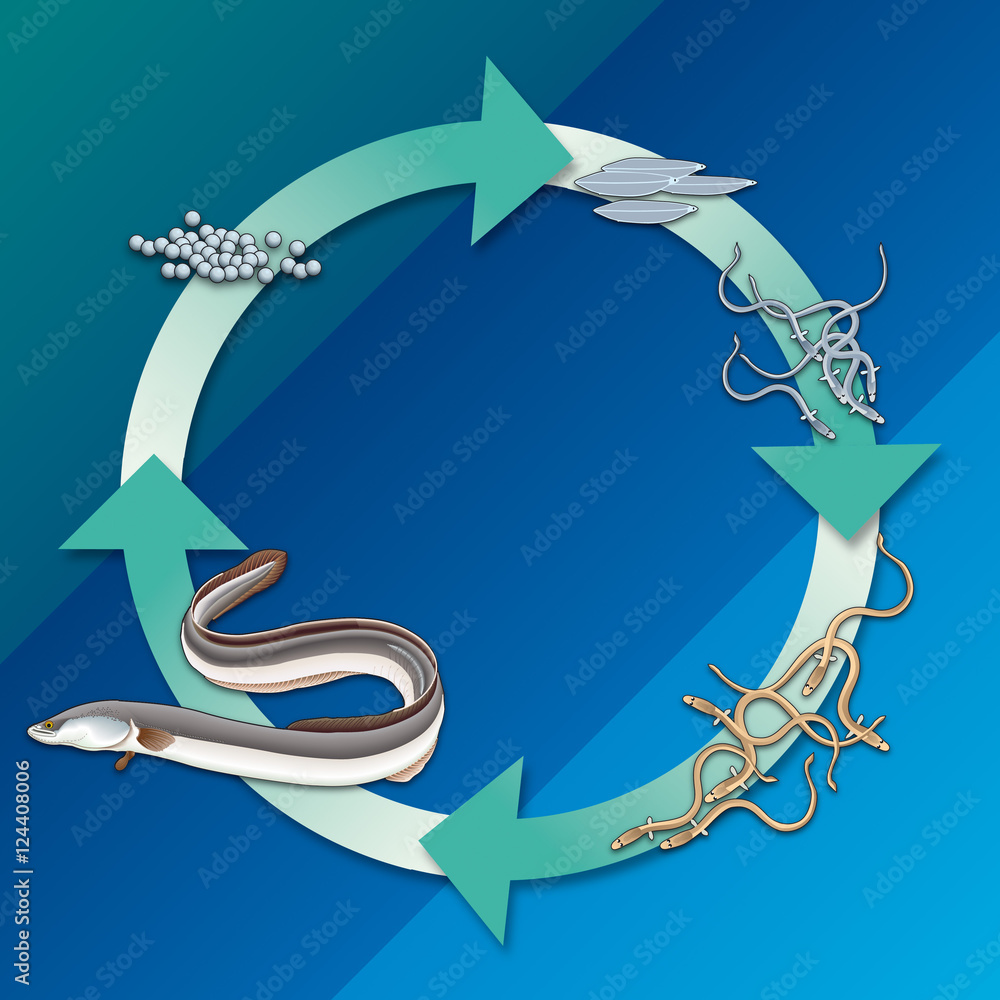 Cycle de reproduction du l’anguille [non lég.] Stock Illustration ...