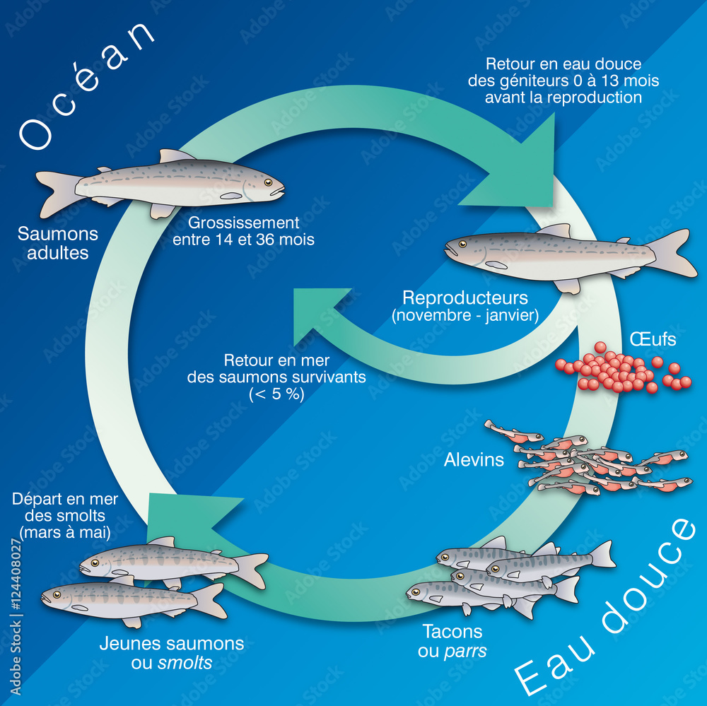 Cycle de reproduction du saumon [lég.] Stock Illustration | Adobe Stock