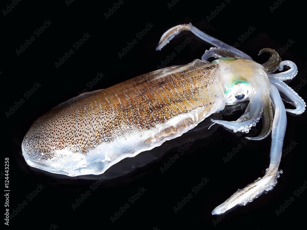 Cuttlefish isolated on black background ,bigfin reef squid,soft ...
