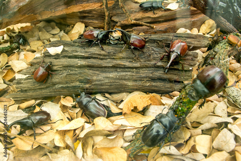 Rhinoceros beetle, Rhino beetle,Fighting beetle.Horn beetle.Herc Stock ...