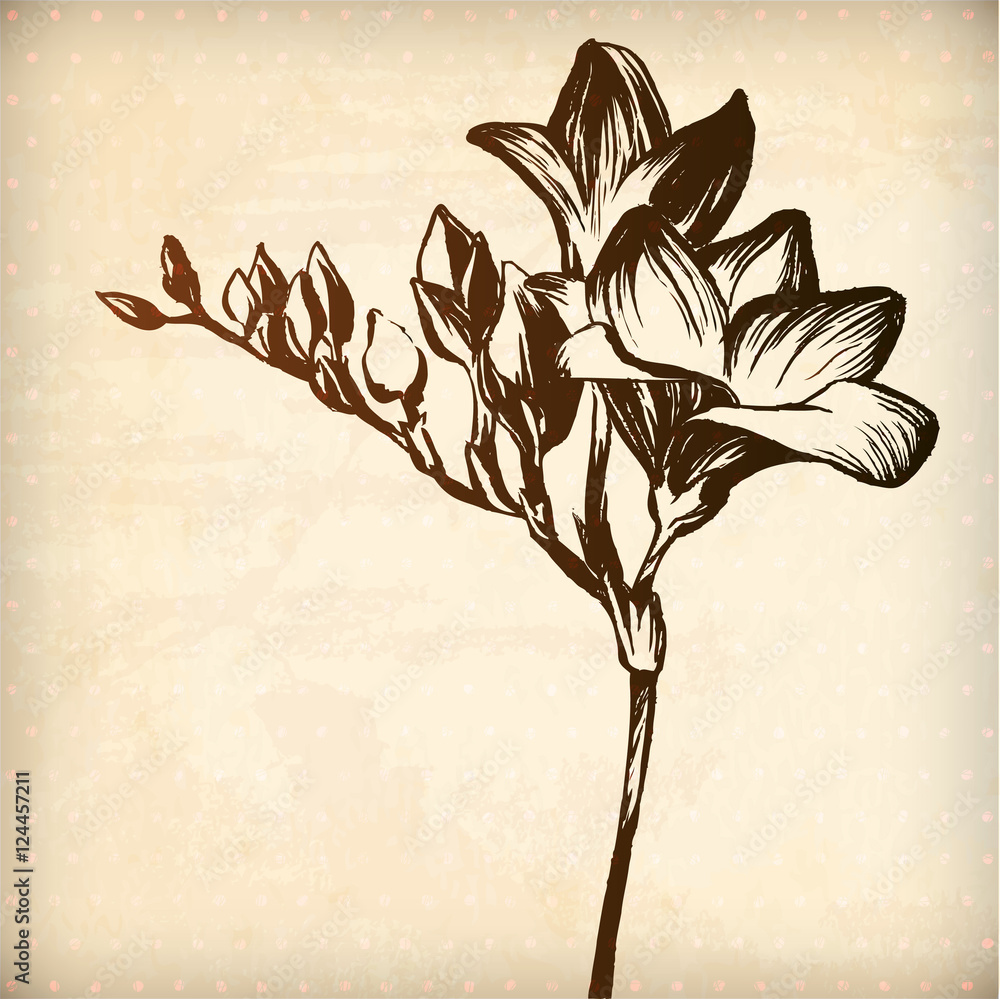 Vector floral freesia background. Hand drawn graphic for your design ...