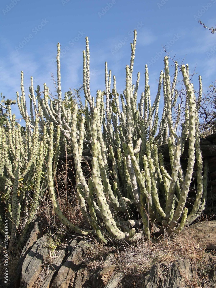 Cactus in desert hills near Kumbhalgarh Fort in Rajasthan, India, Asia ...