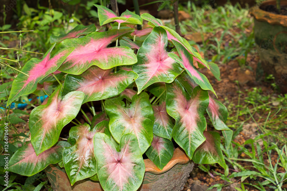 colorful of Fancy Leaved Caladium,dot color leaf,colorful of leaf Stock ...
