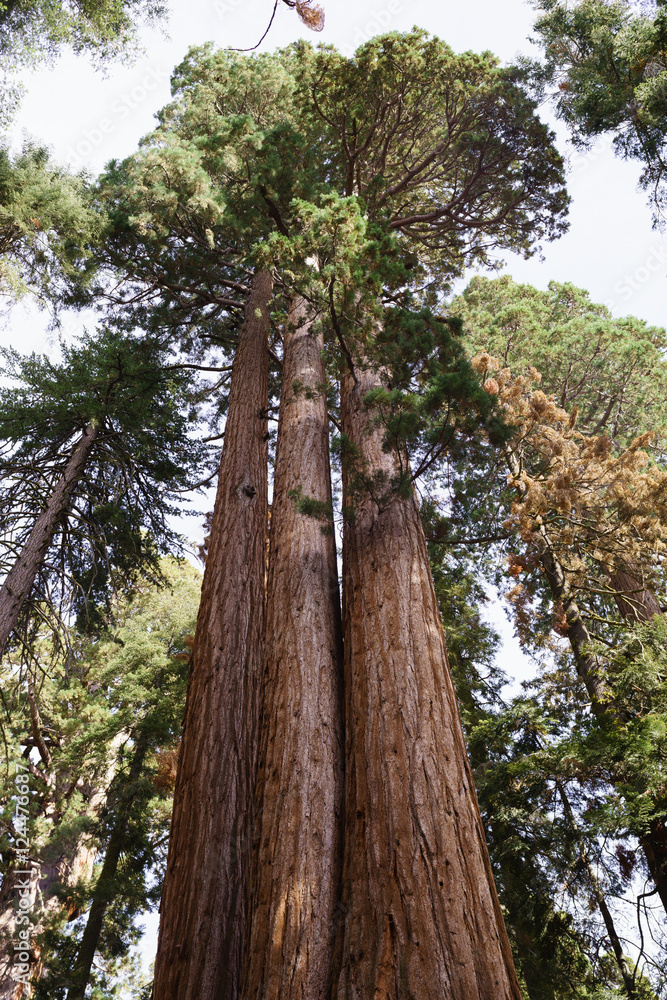 Sequoia Tree in Sequoia National Park Stock Photo | Adobe Stock