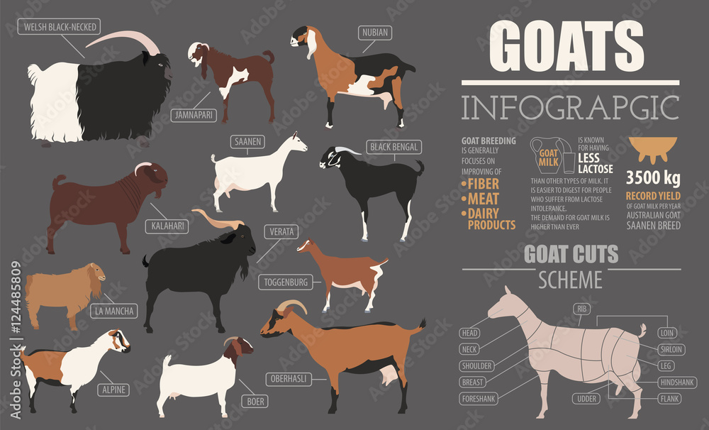 Goat breeds infographic template. Animal farming. Flat design Stock ...