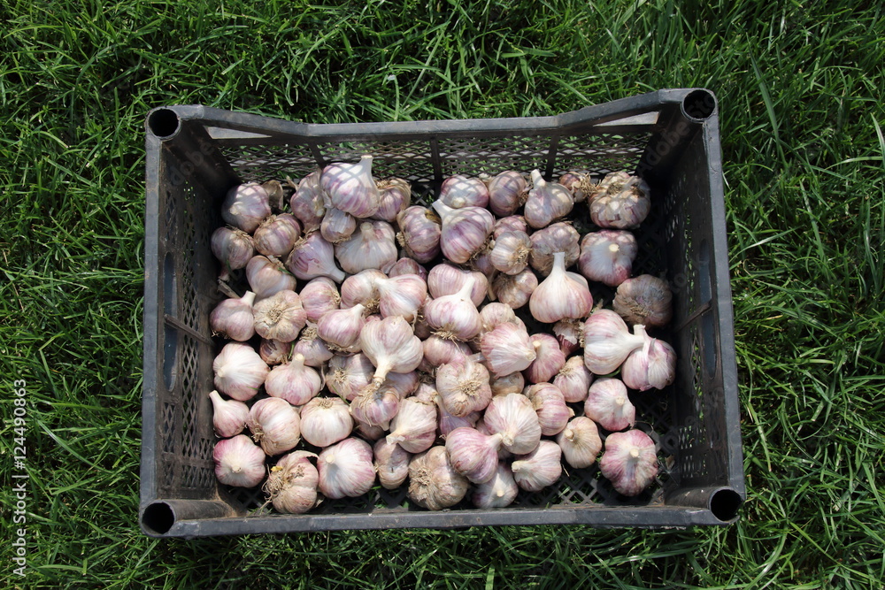 Dry garlic bulbs in the transportation box on the lawn in the summer ...