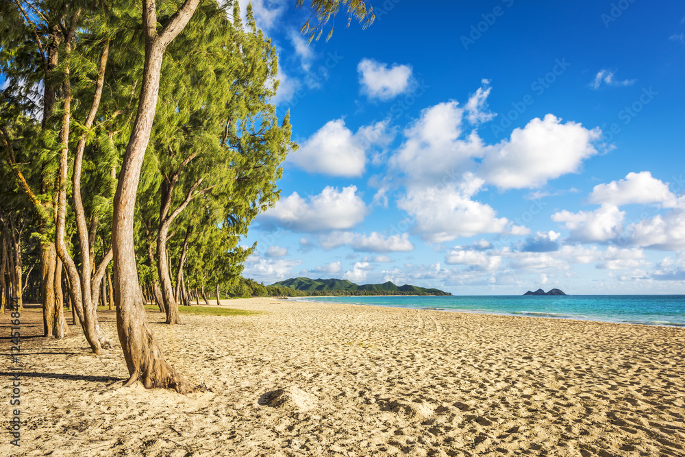 Ironwood trees lining up Waimanalo beach in Oahu Island, Hawaii Stock ...