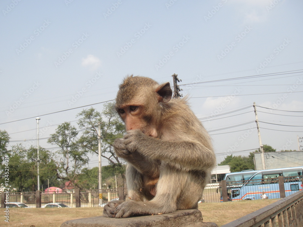 Sad monkey Stock Photo | Adobe Stock