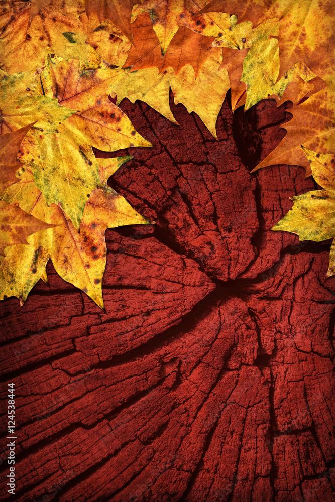 Autumn Dry Maple Leaves On Dark Maroon Red Old Stump Cross-section ...