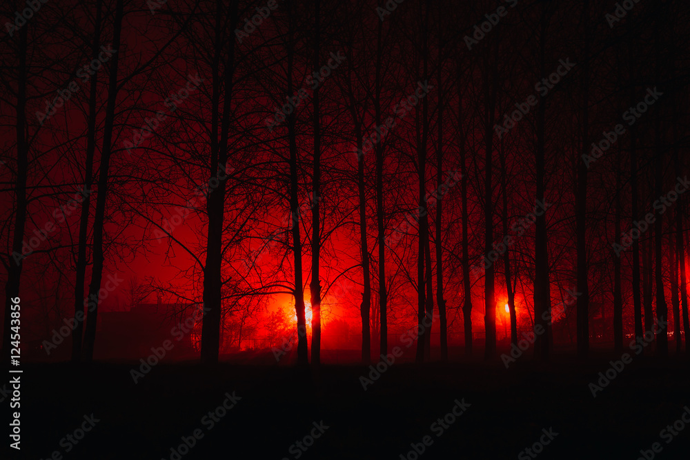 Red Lit Forest