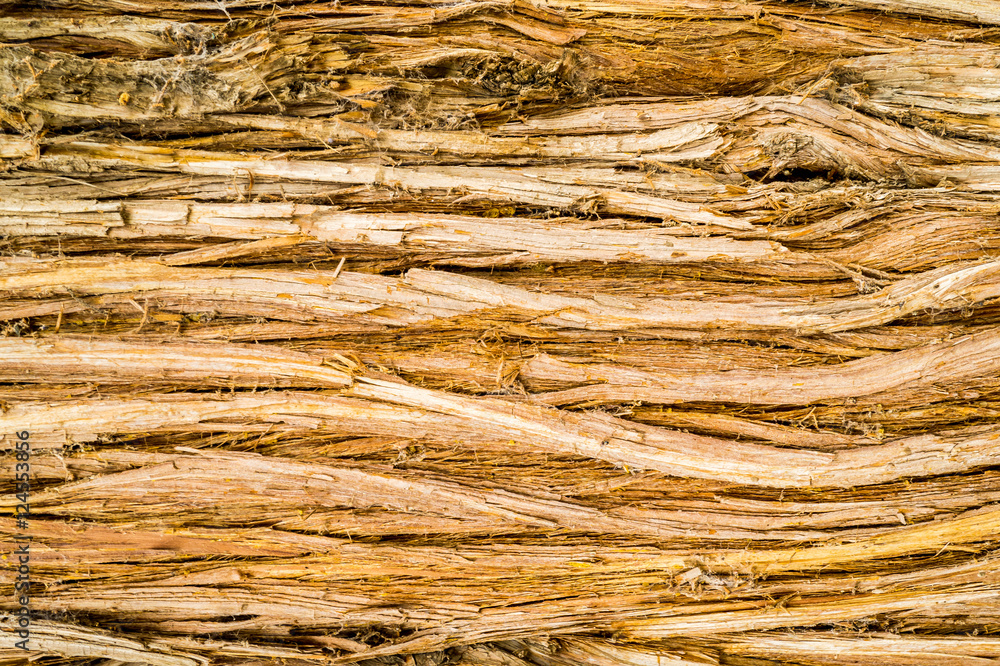 A closeup shot of horizontal tree bark Stock Photo | Adobe Stock