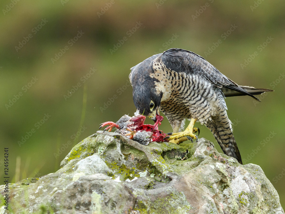 Peregrine Falcon Diet Peregrine Falcon Diet
