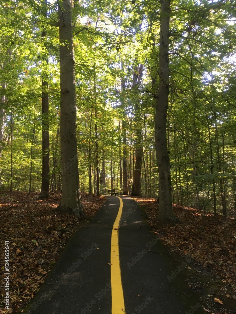 tiny path in forest on sunny fall afternoon Stock Photo | Adobe Stock