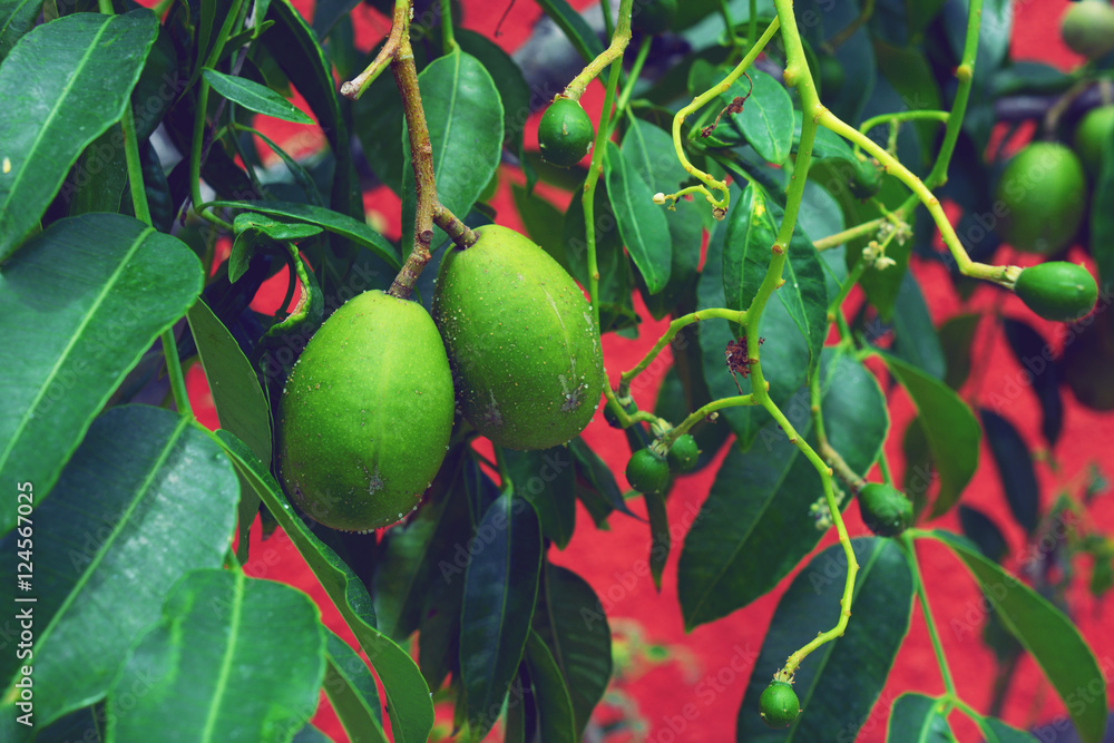 green spondias mombin bunch on spondias pinnata tree. foto de Stock ...