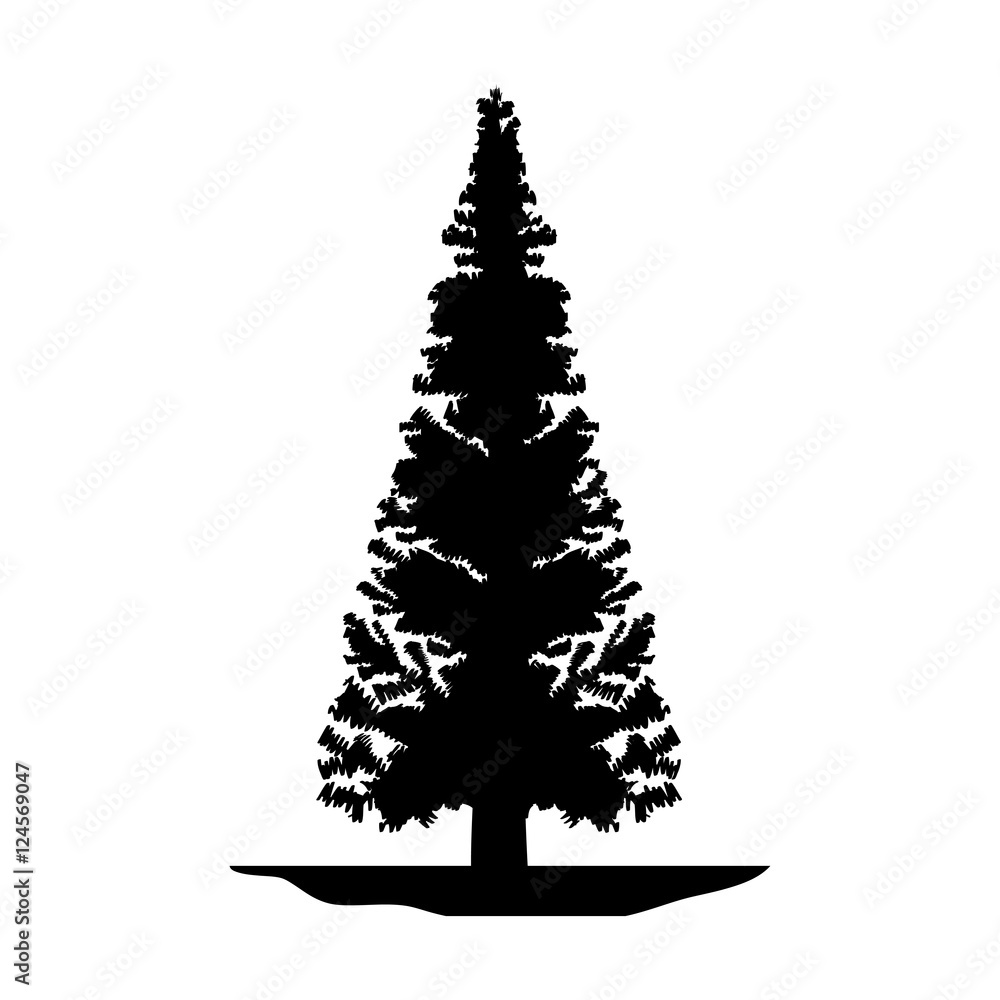 pine tall tree plant over white background. vector illustration Stock ...