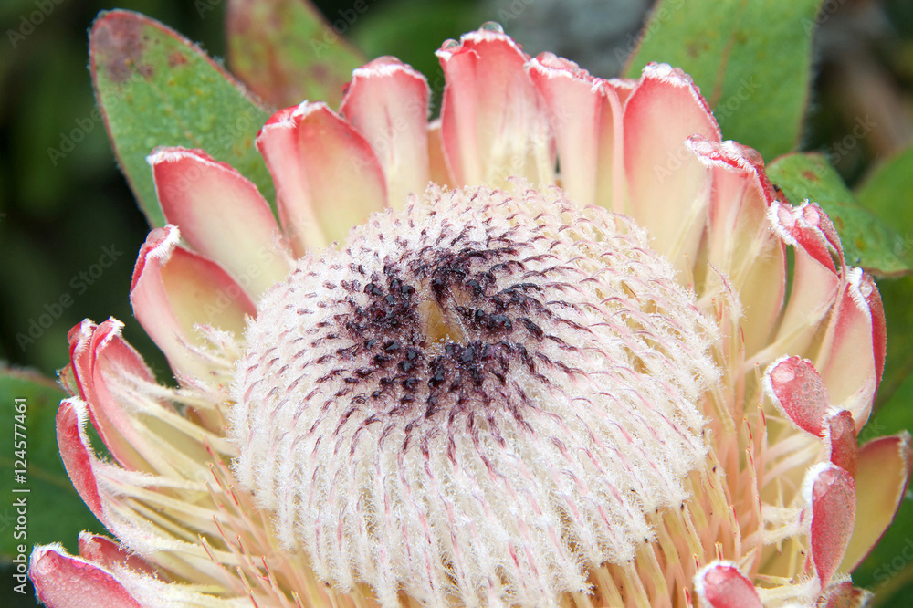 Protea National Flower South Africa | Best Flower Site