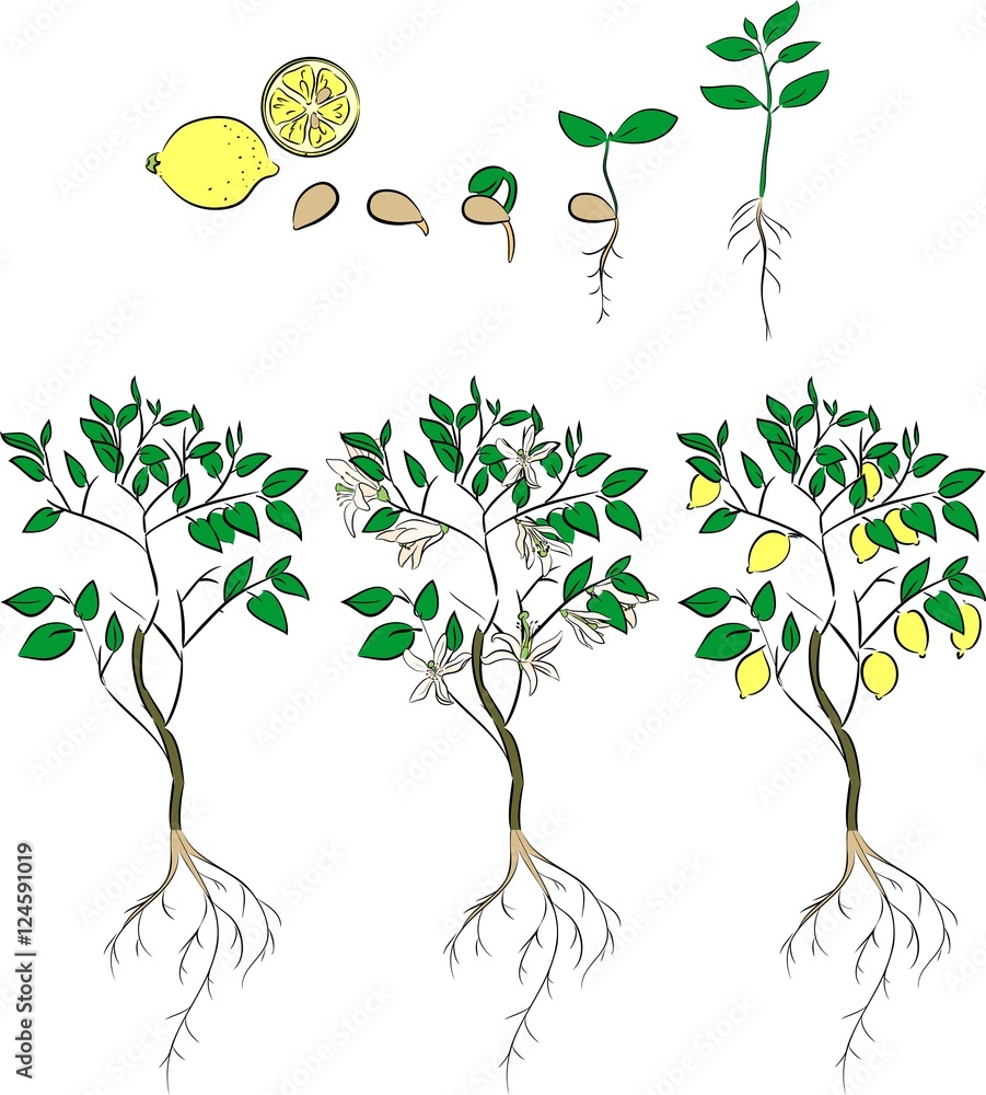 Plant growing from seed to lemon tree. Life cycle plant Stock Vector ...