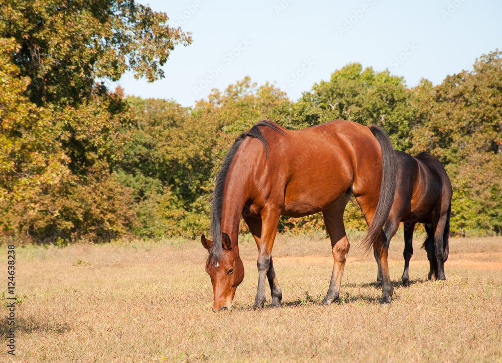 Red Bay Arabian