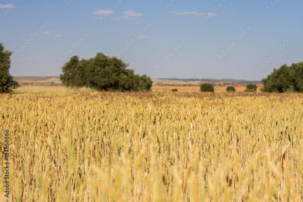 Beautiful wheat field located on the outskirts of Madrid, Spain. The ...