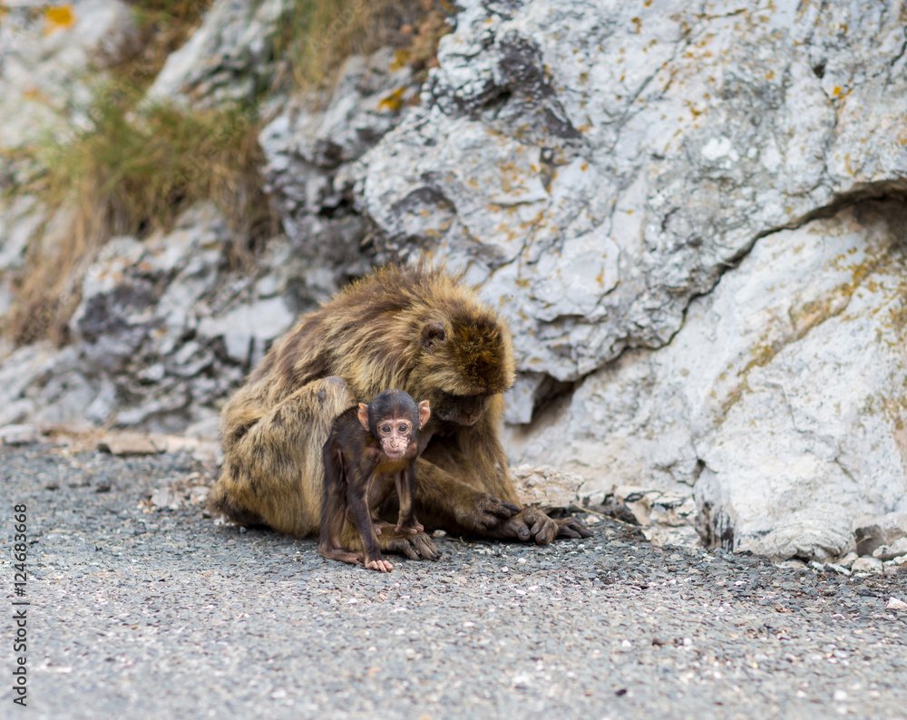 The Barbary macaque population in Gibraltar is the only wild monkey ...