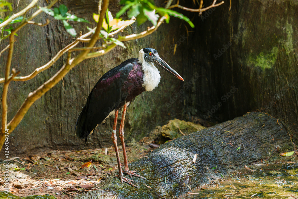 Bird,White-necked Stork(Woolly-necked Stork). Stock Photo | Adobe Stock