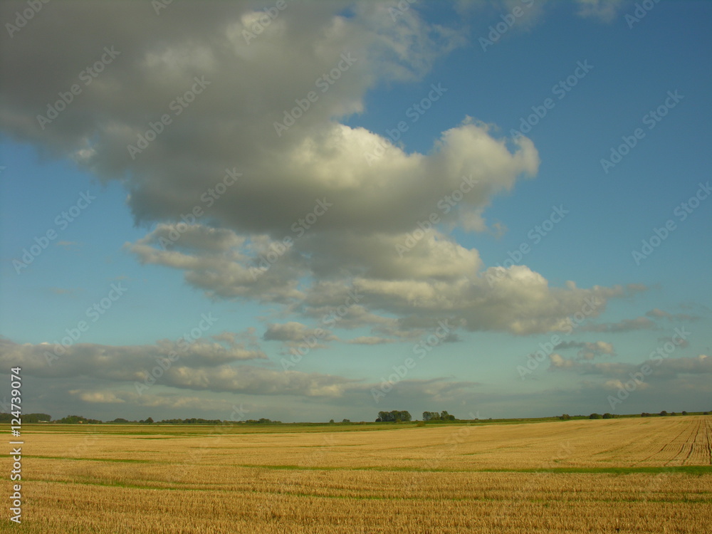 Cloudy sky over fenland wheat field Stock Photo | Adobe Stock