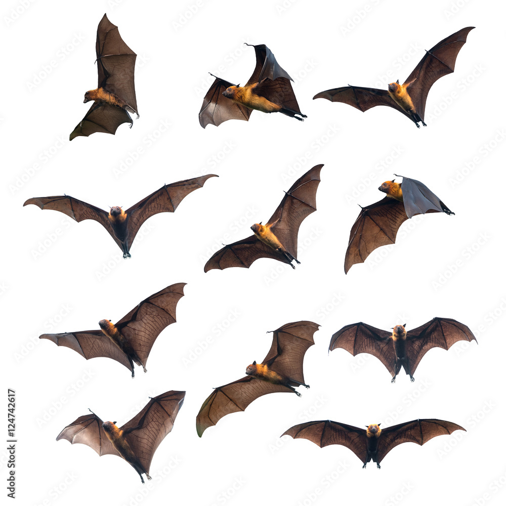Bats flying on white background Stock Photo | Adobe Stock