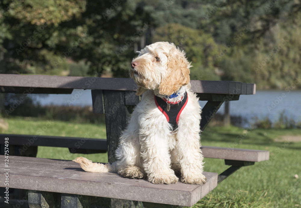 Portrait image of a cute white cockapoo dog sitting on a picnic table ...