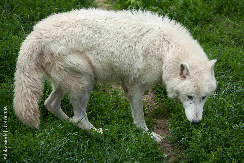 Arctic wolf (Canis lupus arctos) Stock Photo | Adobe Stock